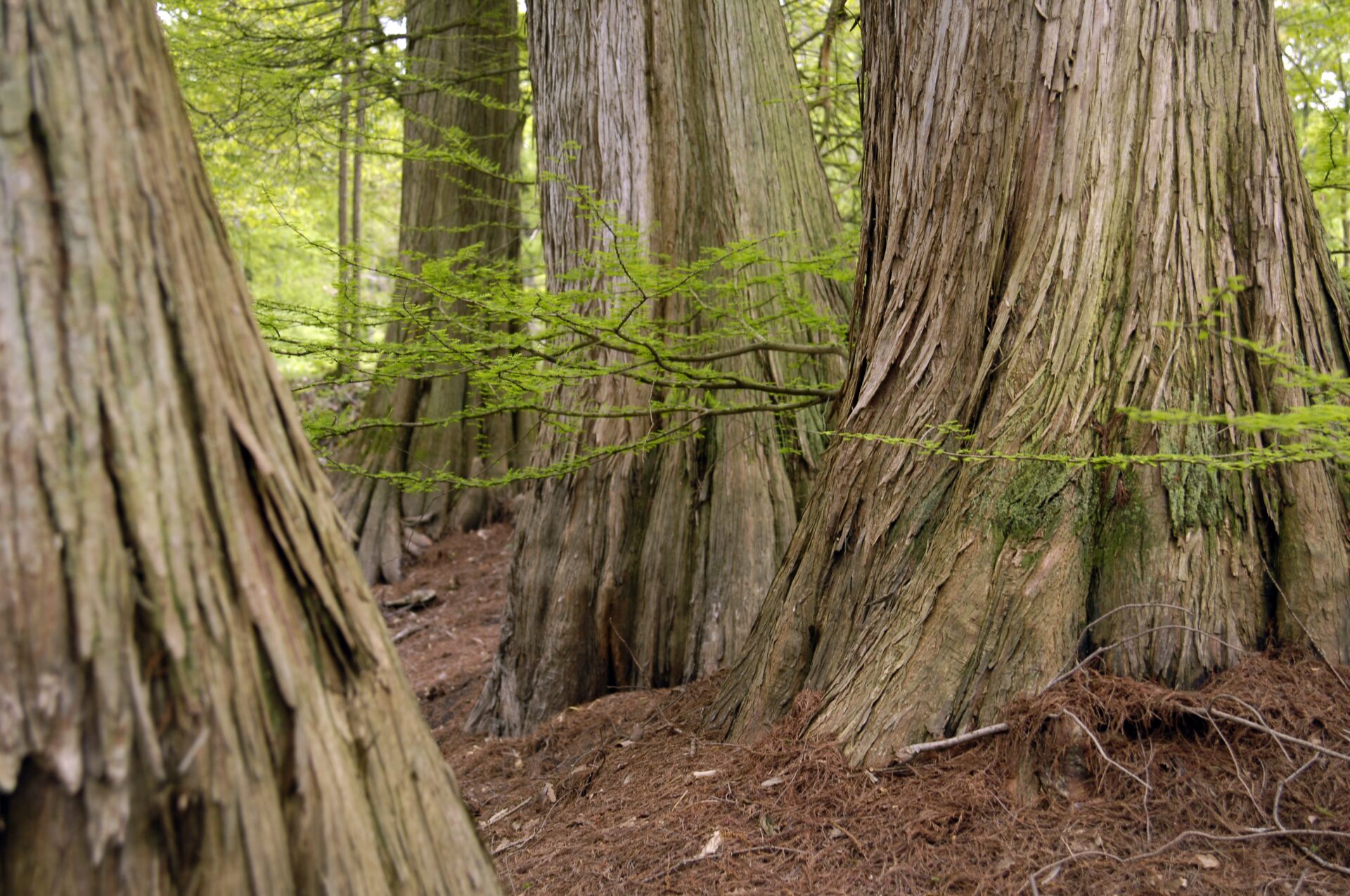 Arbres Remarquables : les cyprès chauves du bois de Saint-Denis - Brie ...
